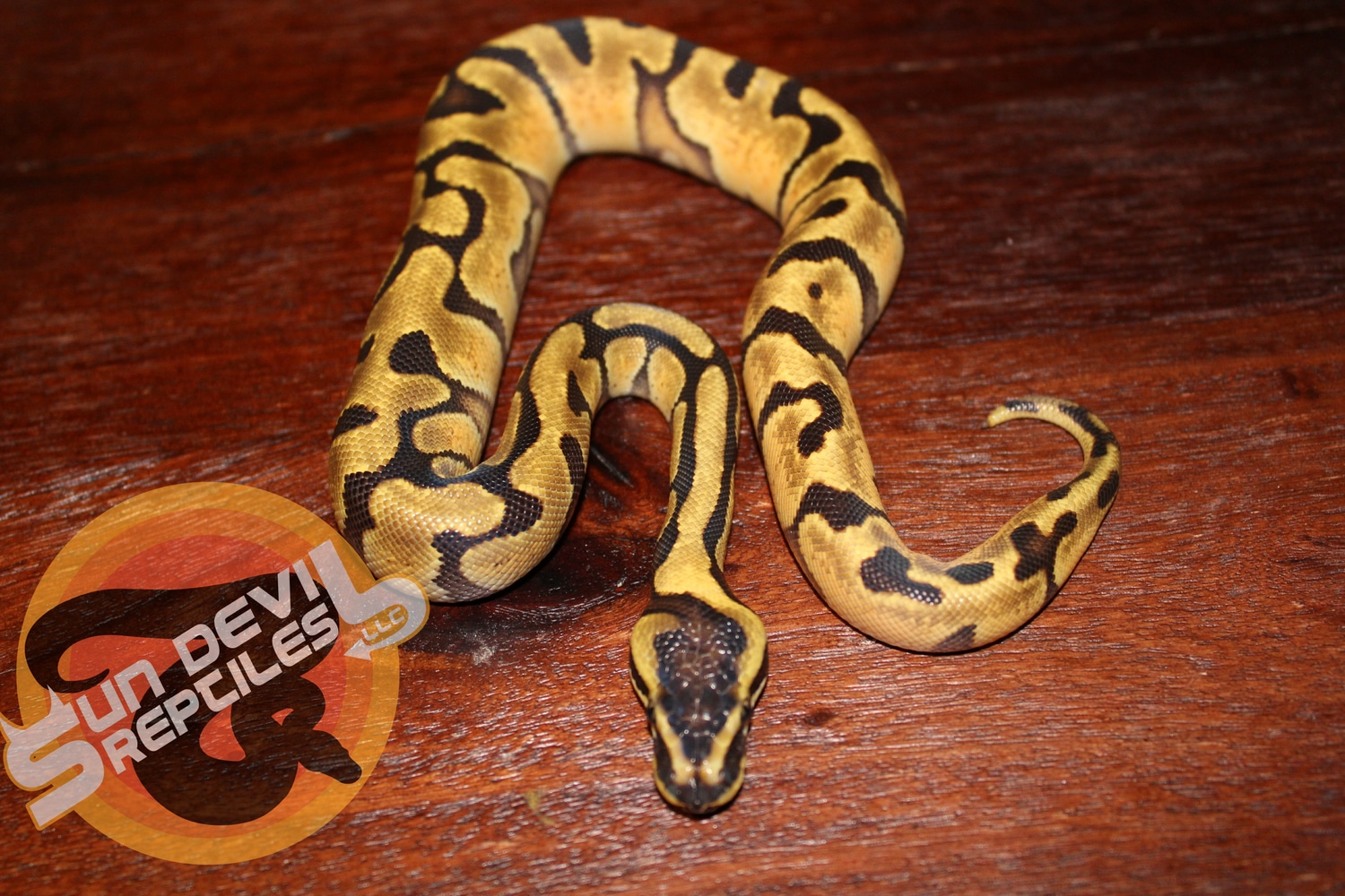 Super Enchi Yellow Belly Ball Python by Sun Devil Reptiles LLC ...
