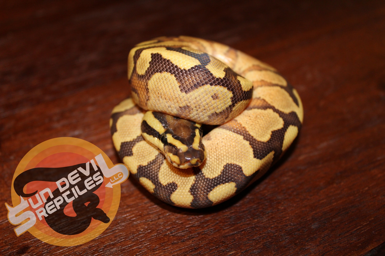 Enchi Fire Yellow Belly Ball Python by Sun Devil Reptiles LLC - MorphMarket