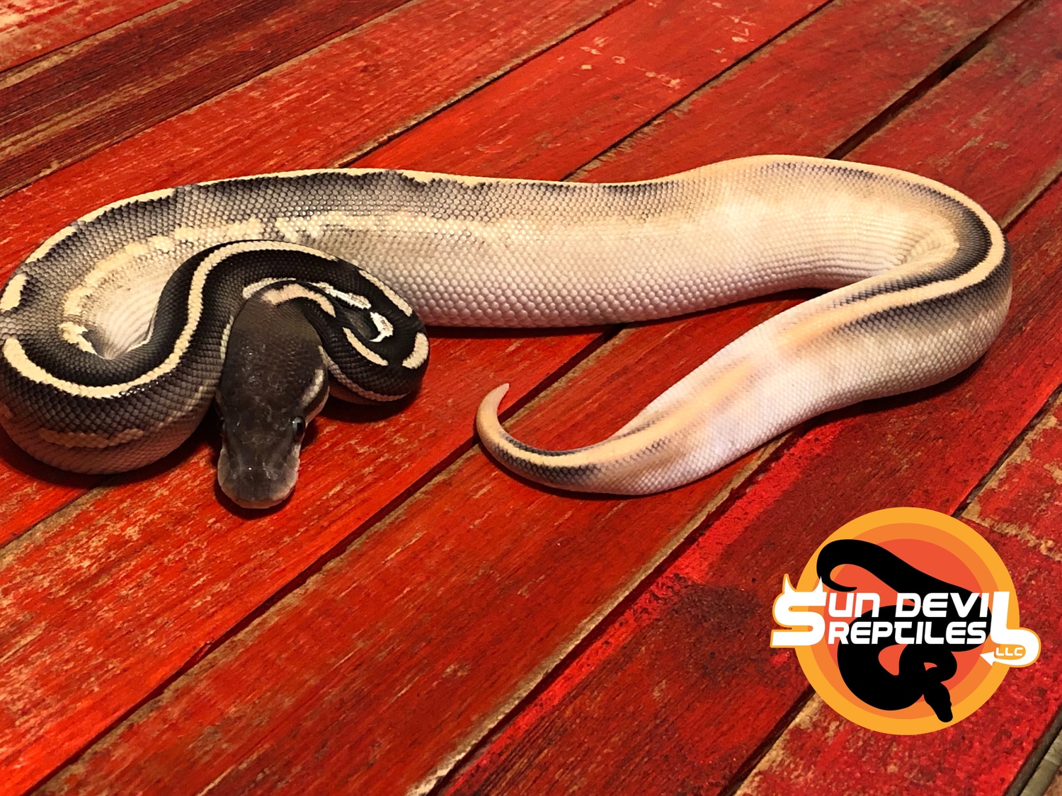 Cinnamon Fire Mojave Orange Dream Yellow Belly Ball Python by Sun Devil Reptiles LLC - MorphMarket