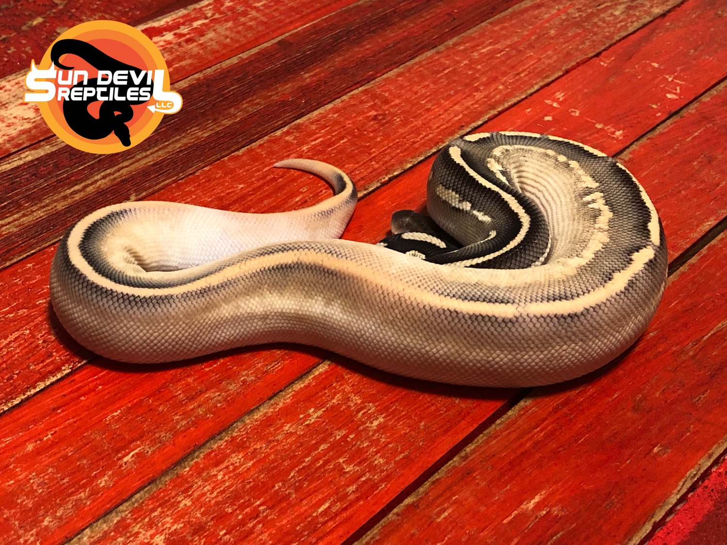 Cinnamon Fire Mojave Orange Dream Yellow Belly Ball Python by Sun Devil Reptiles LLC - MorphMarket