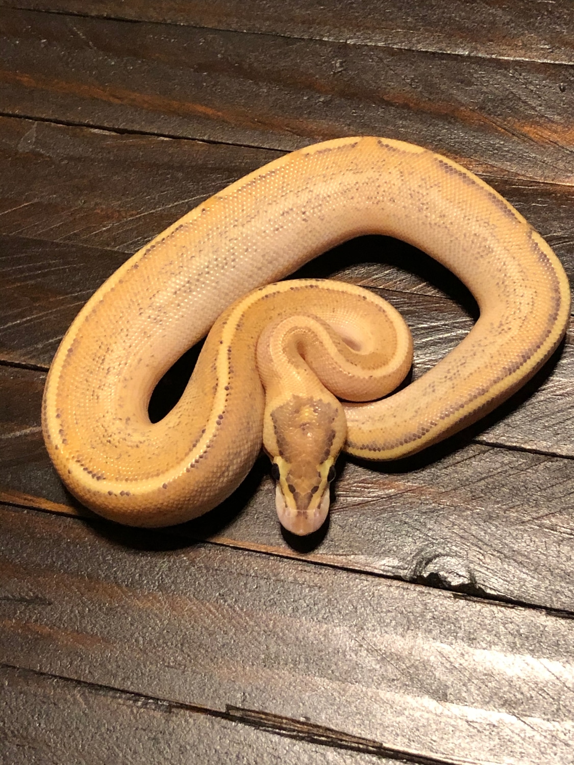Puma Ball Python by Sun Devil Reptiles LLC - MorphMarket