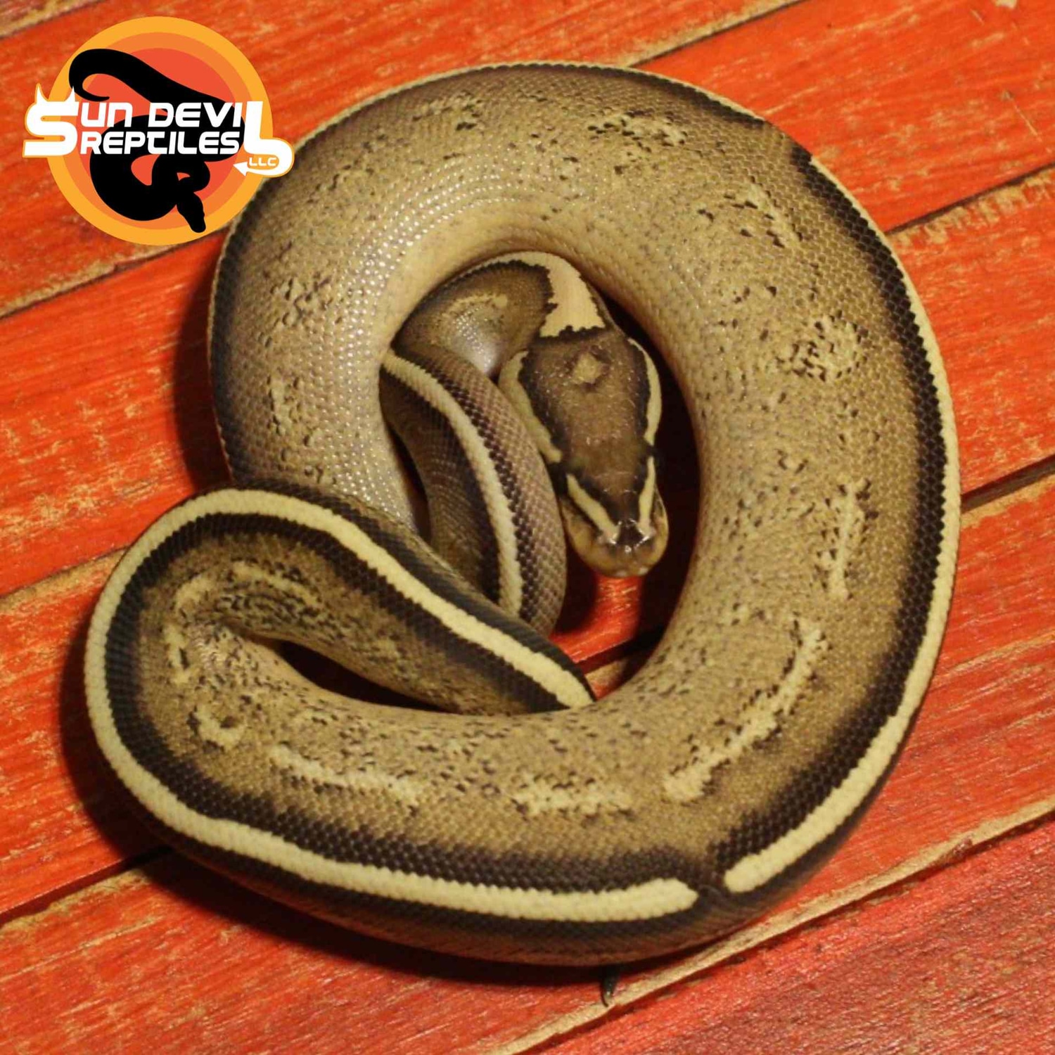Asphalt Spark Ball Python by Sun Devil Reptiles LLC - MorphMarket