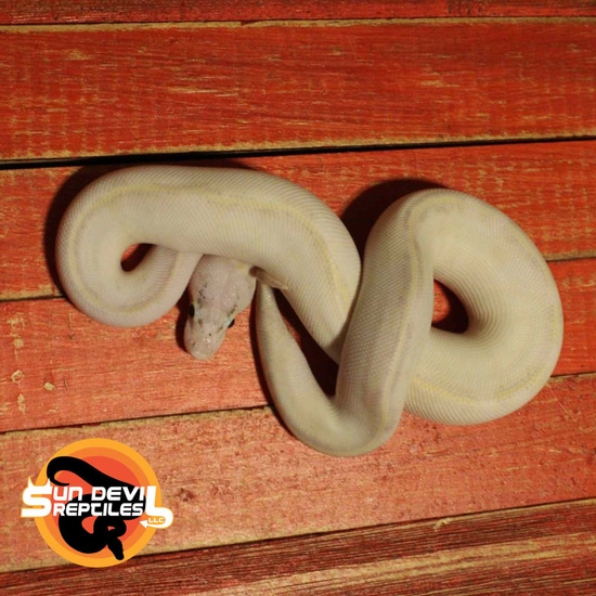Pastel Ivory Ball Python by Sun Devil Reptiles LLC