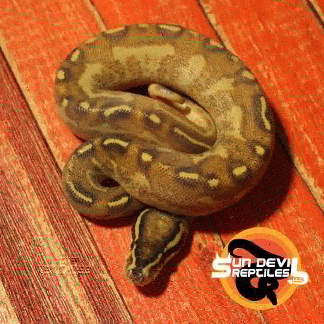 Enchi Freeway Ball Python by Sun Devil Reptiles LLC - MorphMarket