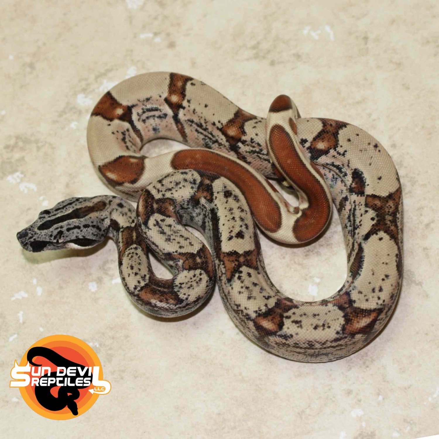 Poss Super Hypo Jungle IMG Het Albino (Kahl) Het Anery (Type 1) Boa Constrictor by Sun Devil ...