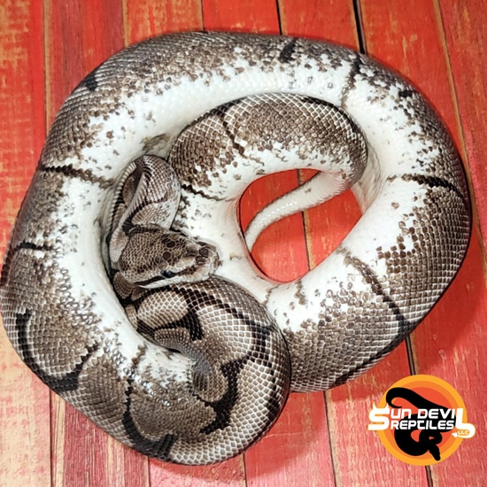 VPI Axanthic Spider Ball Python by Sun Devil Reptiles LLC