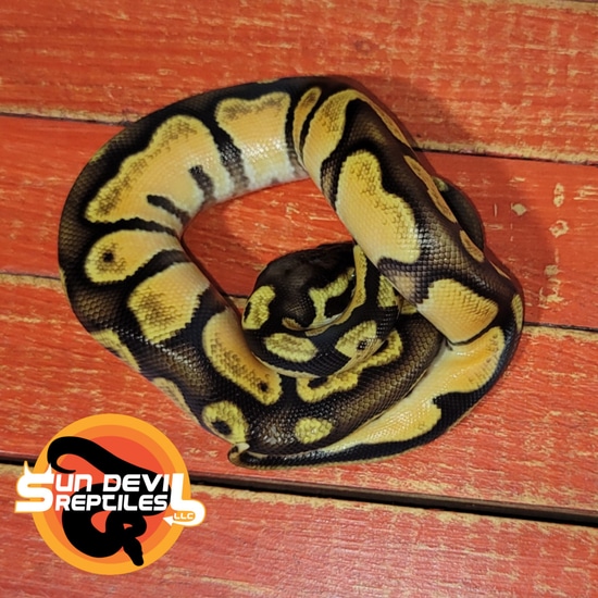 Pastel Enchi Orange Dream Ball Python by Sun Devil Reptiles LLC