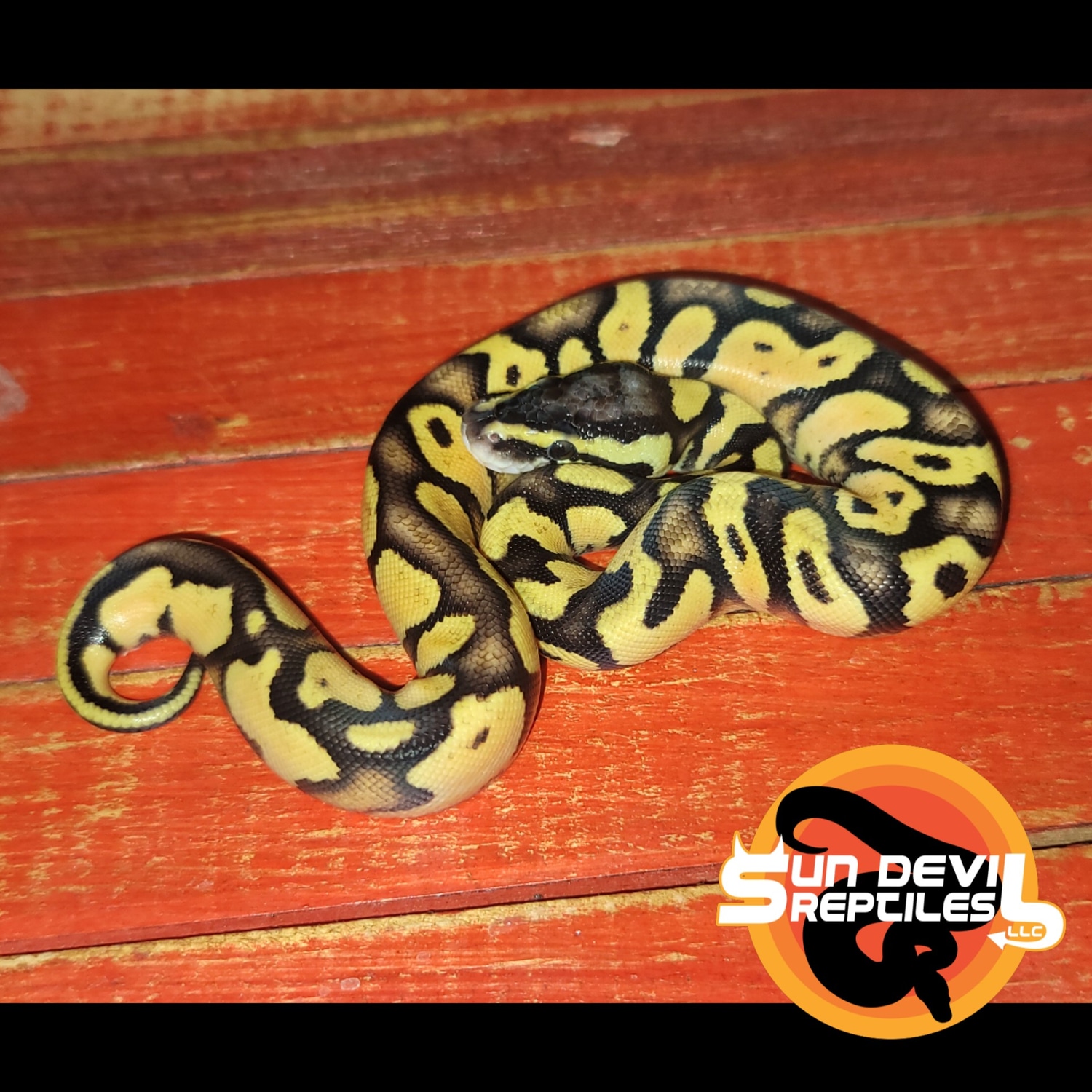 Pastel Orange Dream Enchi Yellow Belly Ball Python by Sun Devil ...