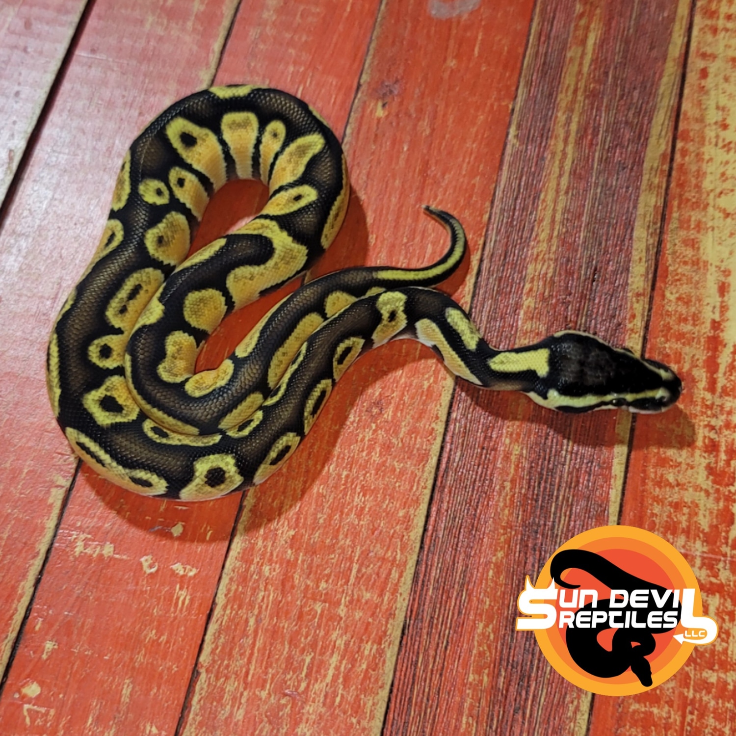 Pastel Orange Dream Ball Python by Sun Devil Reptiles LLC - MorphMarket