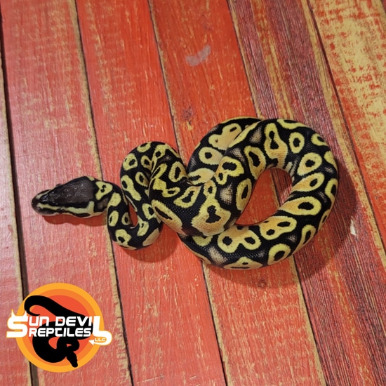 Pastel Orange Dream Yellow Belly Ball Python by Sun Devil Reptiles LLC