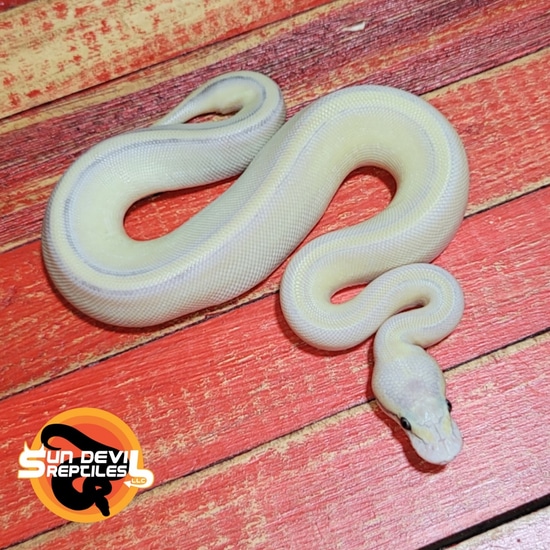 Leopard Ivory Butter Female Ball Python by Sun Devil Reptiles LLC