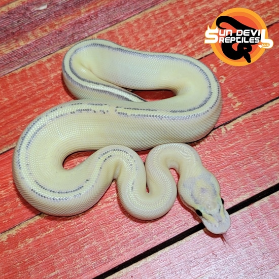 Puma Male Ball Python by SD Reptiles Arizona Rodents