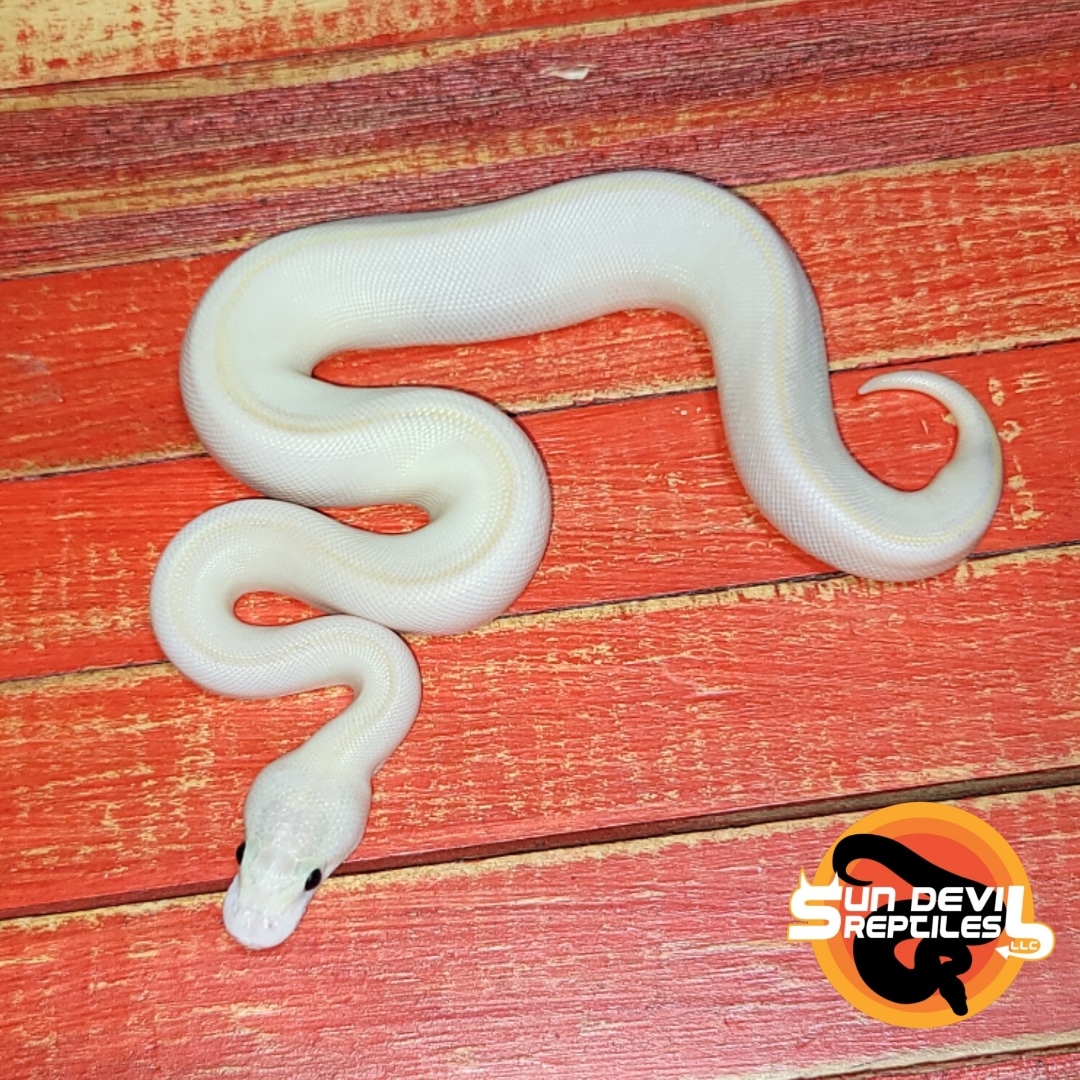 Butter Ivory Female Ball Python by Sun Devil Reptiles LLC - MorphMarket