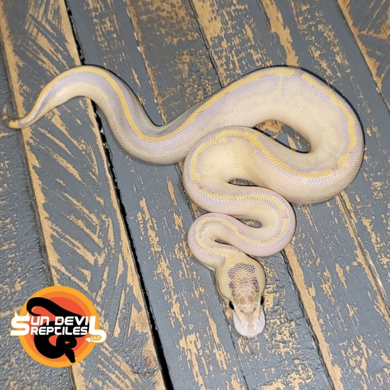 Leopard Ivory Female Ball Python by SD Reptiles Arizona Rodents