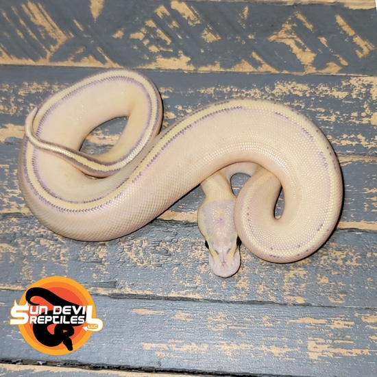 Puma Female Ball Python by Sun Devil Reptiles LLC
