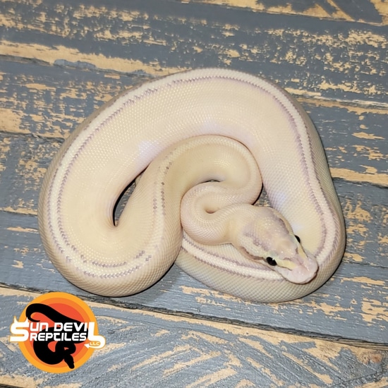 Butter Puma Male Ball Python by Sun Devil Reptiles LLC