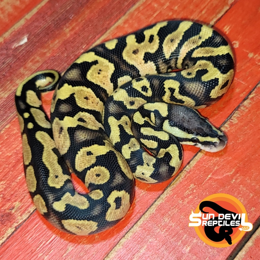 Pastel Poss Yellow Belly/Asphalt Het Ghost Ball Python by Sun Devil ...