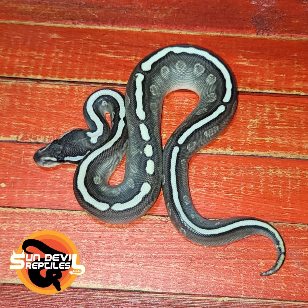 Ghi Lesser Poss Yellow Belly/Asphalt Ball Python by Sun Devil Reptiles ...