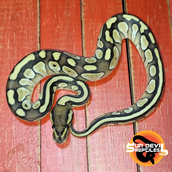 Lesser Poss Asphalt/Yellow Belly Ball Python by Sun Devil Reptiles LLC