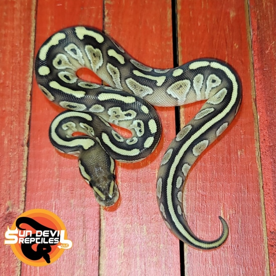 Lesser Poss Yellow Belly/Asphalt Female Ball Python by Sun Devil ...