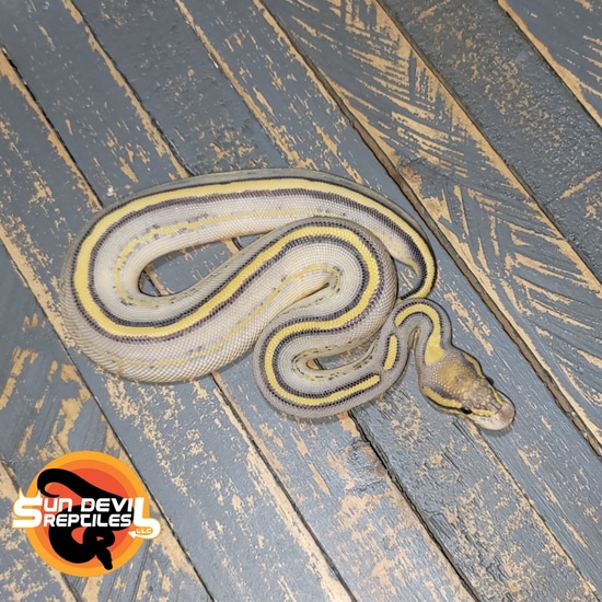 Leopard Butter Highway Female Ball Python by SD Reptiles Arizona Rodents