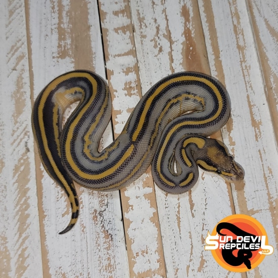 Leopard Butter Highway Male Ball Python by Sun Devil Reptiles LLC