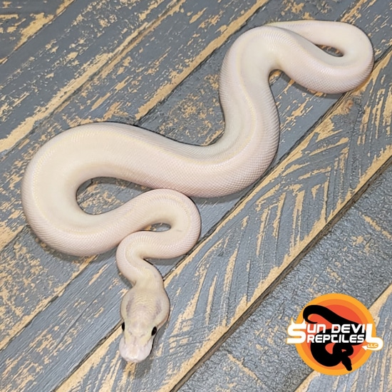 Ivory Female Ball Python by Sun Devil Reptiles LLC