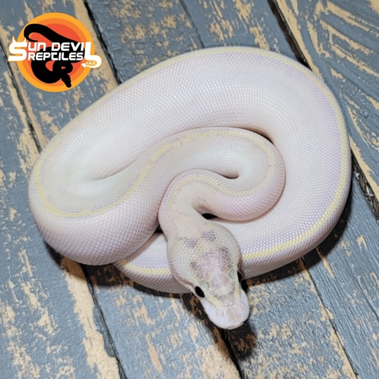 Ivory Female Ball Python by Sun Devil Reptiles LLC