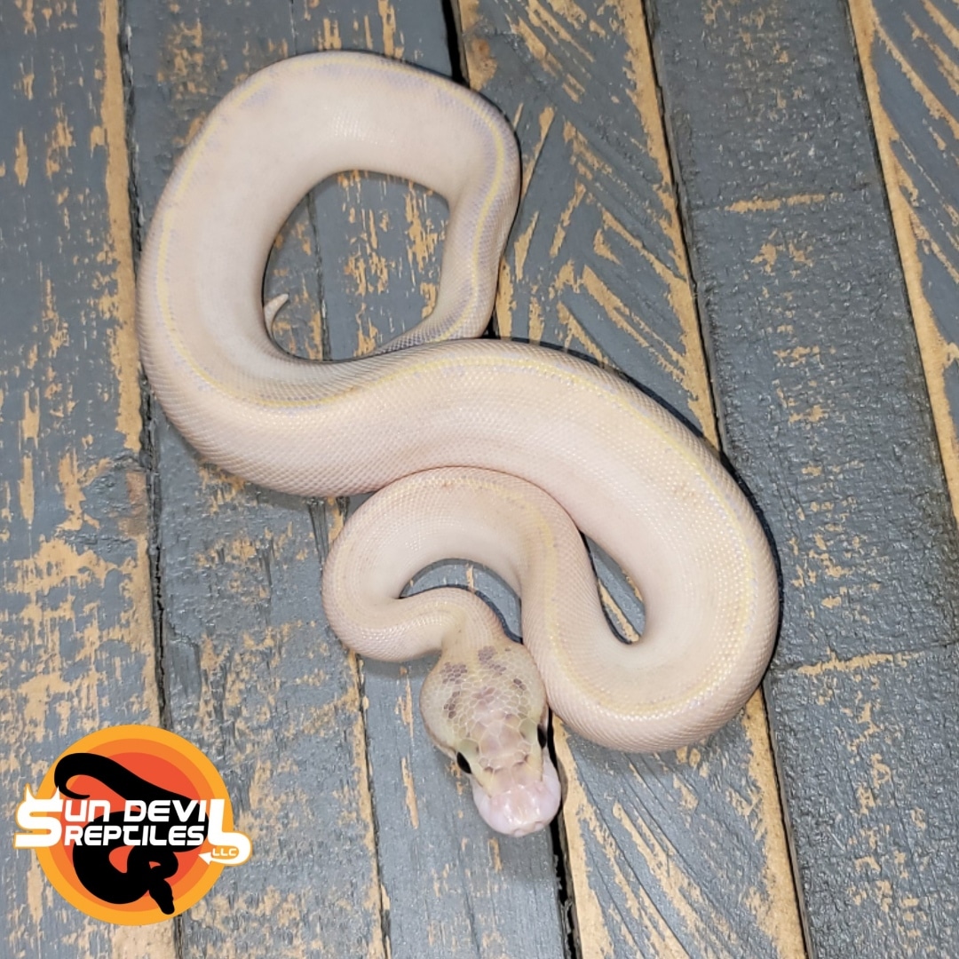 Ivory Female Ball Python by Sun Devil Reptiles LLC - MorphMarket