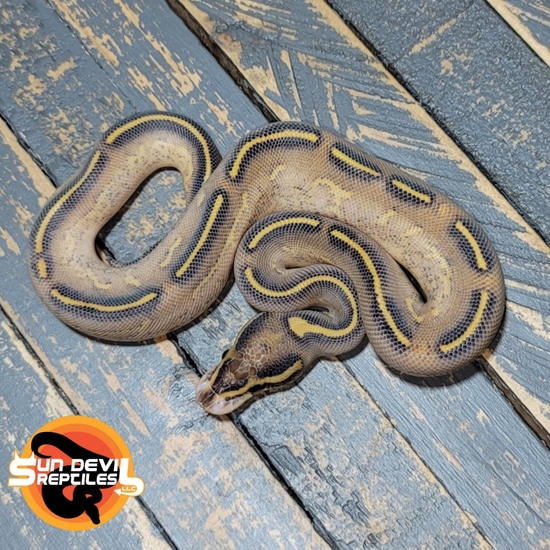 Highway Male Ball Python by SD Reptiles Arizona Rodents
