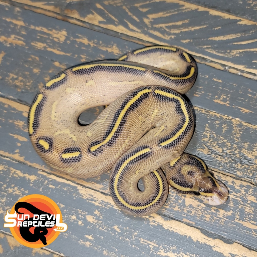 Highway Female Ball Python by Sun Devil Reptiles LLC - MorphMarket