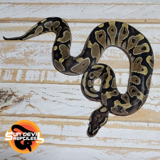 Yellow Belly Het VPI Female Ball Python by Sun Devil Reptiles LLC