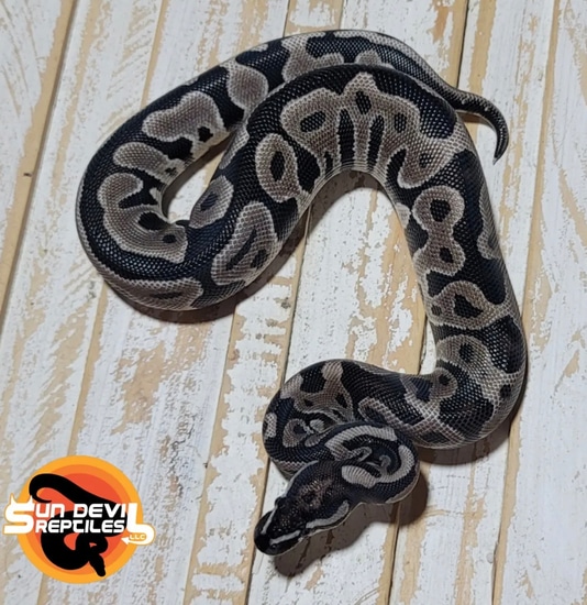 Leopard VPI Axanthic Male Ball Python by Sun Devil Reptiles LLC