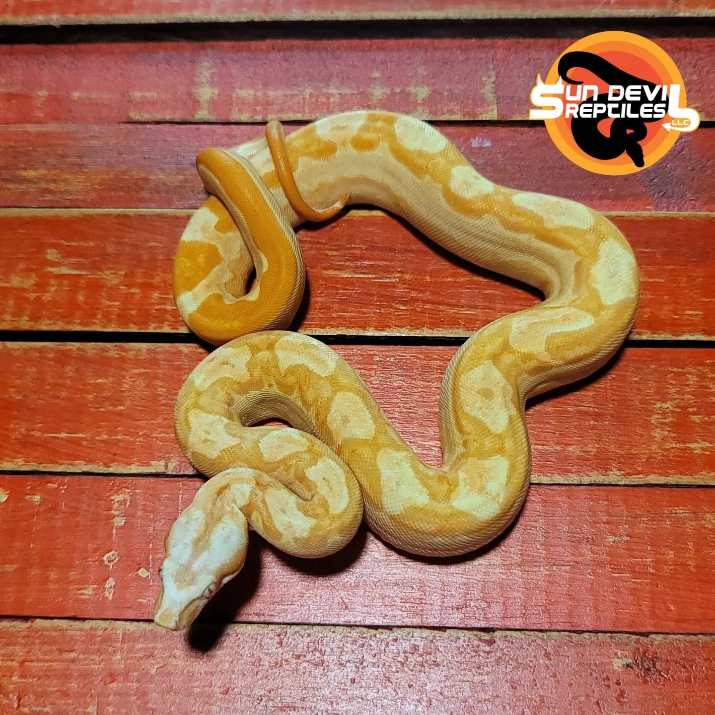 Lipstick Albino Motley Hypo Jungle Boa Constrictor by Sun Devil ...