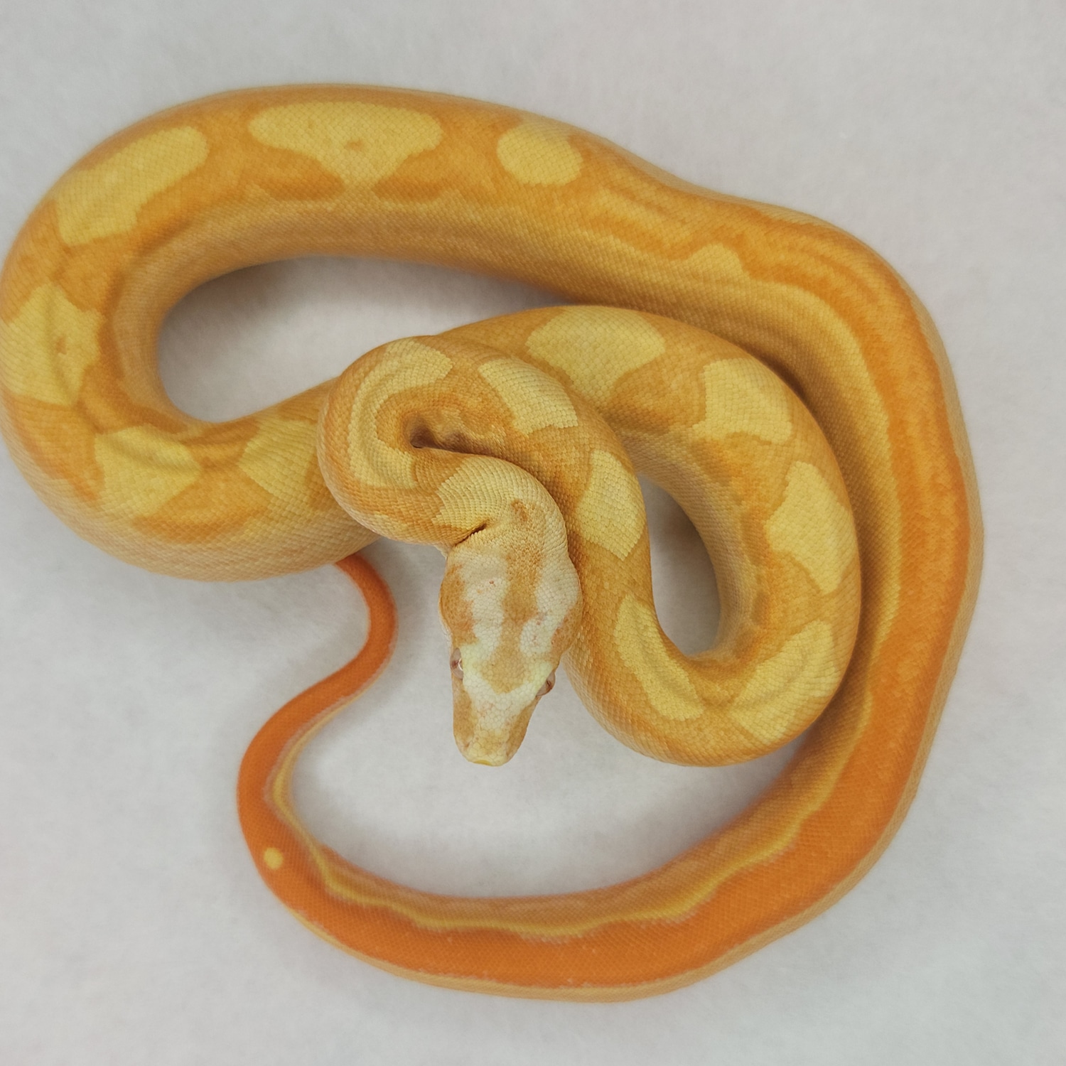 Lipstick Albino Hypo Motley Jungle Boa Constrictor by Sun Devil ...