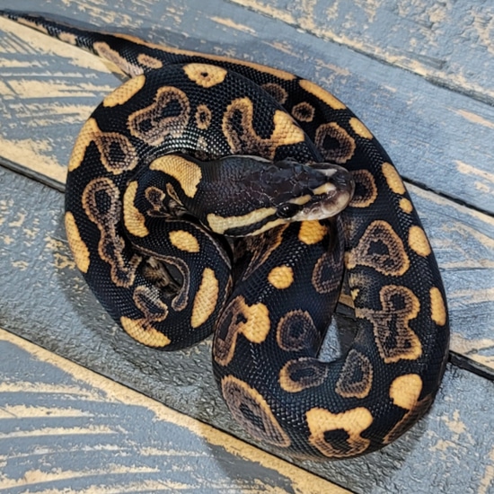Cinnamon Orange Dream Fire Yellow Belly Female Ball Python by Sun Devil ...