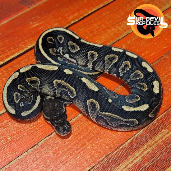 Cinnamon Fire Yellow Belly Female Ball Python by Sun Devil Reptiles LLC