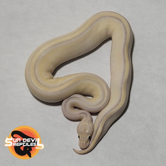 Leopard Butter Puma Male Ball Python by Sun Devil Reptiles LLC