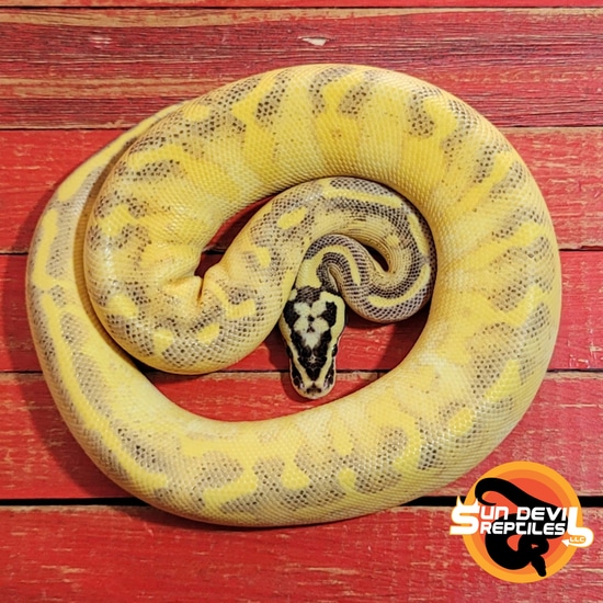 Pastel Enchi Freeway Ball Python by Sun Devil Reptiles LLC