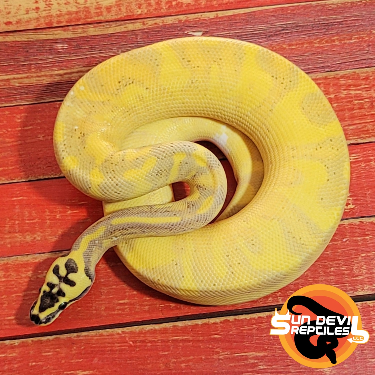 Pastel Super Enchi Super Asphalt Ball Python by Sun Devil Reptiles LLC ...