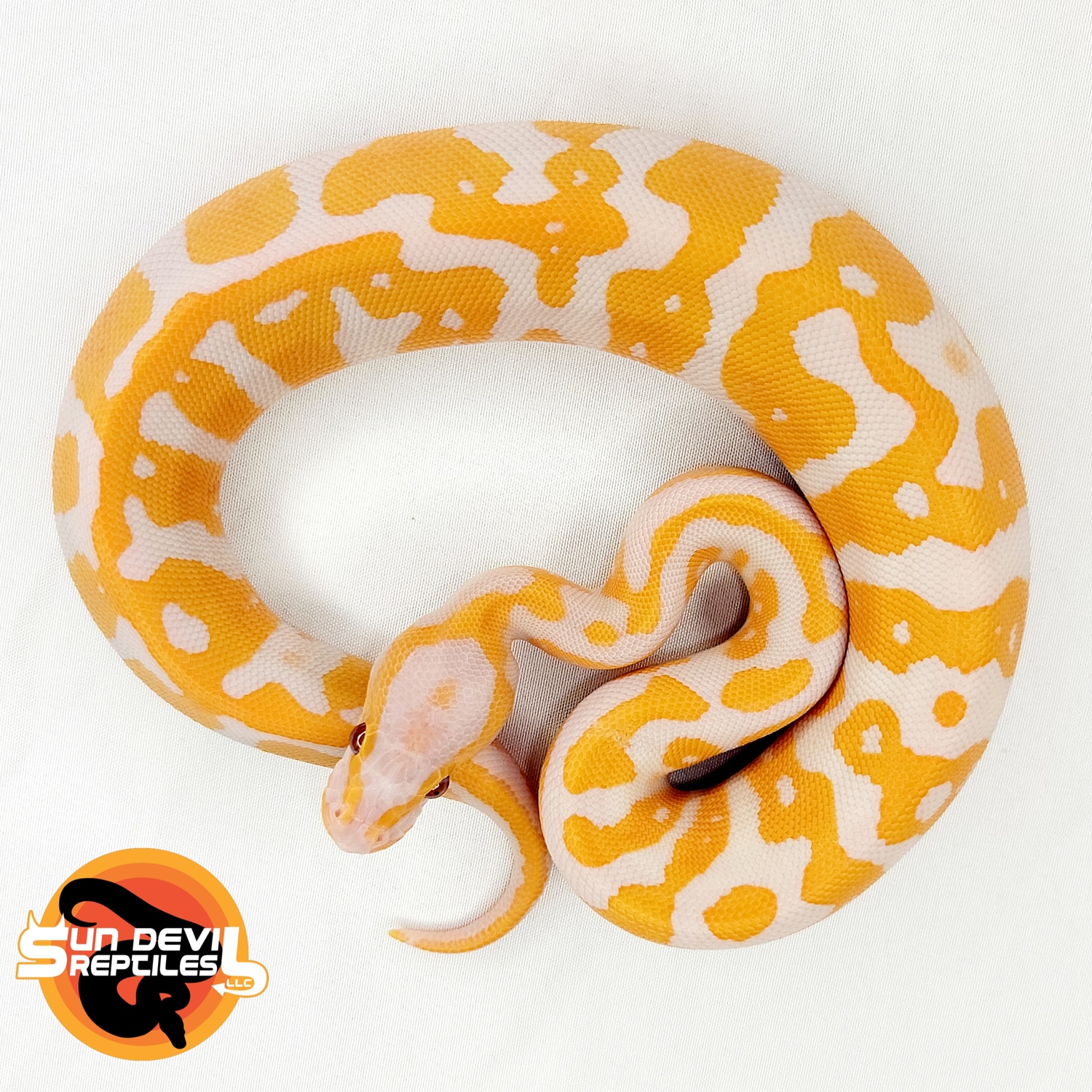 Acid Lavender Ball Python by Sun Devil Reptiles LLC - MorphMarket