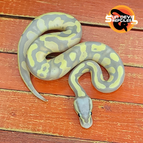 Pastel Yellow Belly Banana Het Pied 50% Het Albino 50% Het Hypo Ball ...
