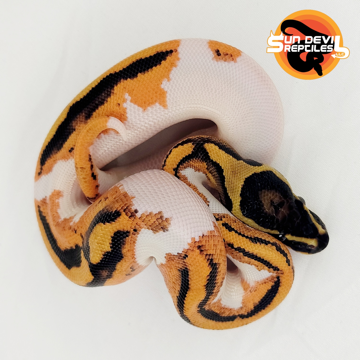 Orange Dream Yellow Belly Pied Ball Python by Sun Devil Reptiles LLC ...