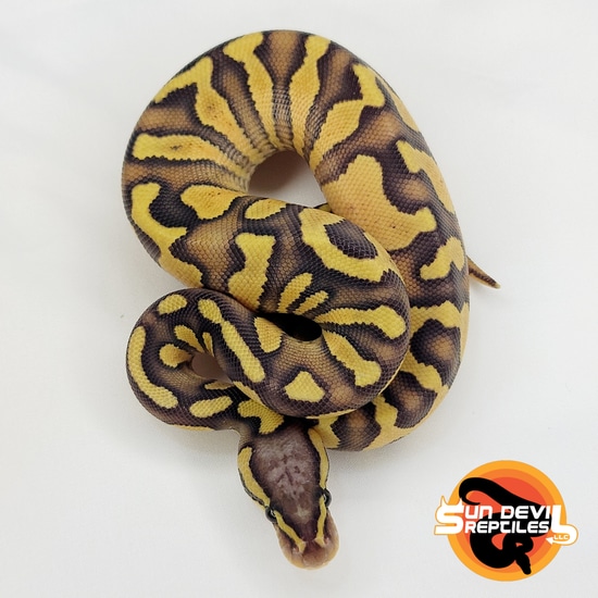Pastel Enchi Chocolate Hypo Pos Yellow Belly Pos Asphalt Ball Python by ...