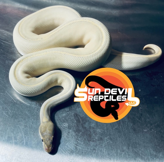 Mojave Highway Ball Python by Sun Devil Reptiles LLC