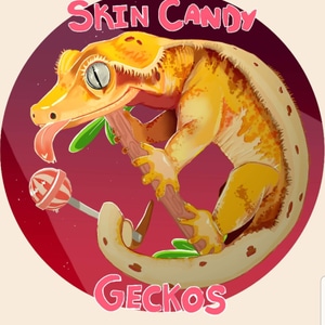 Skincandy Geckos - MorphMarket