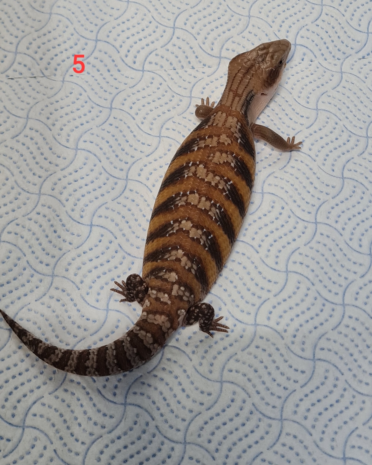 Northern Blue Tongue Skink Northern Blue-Tongued Skink by The Skink ...