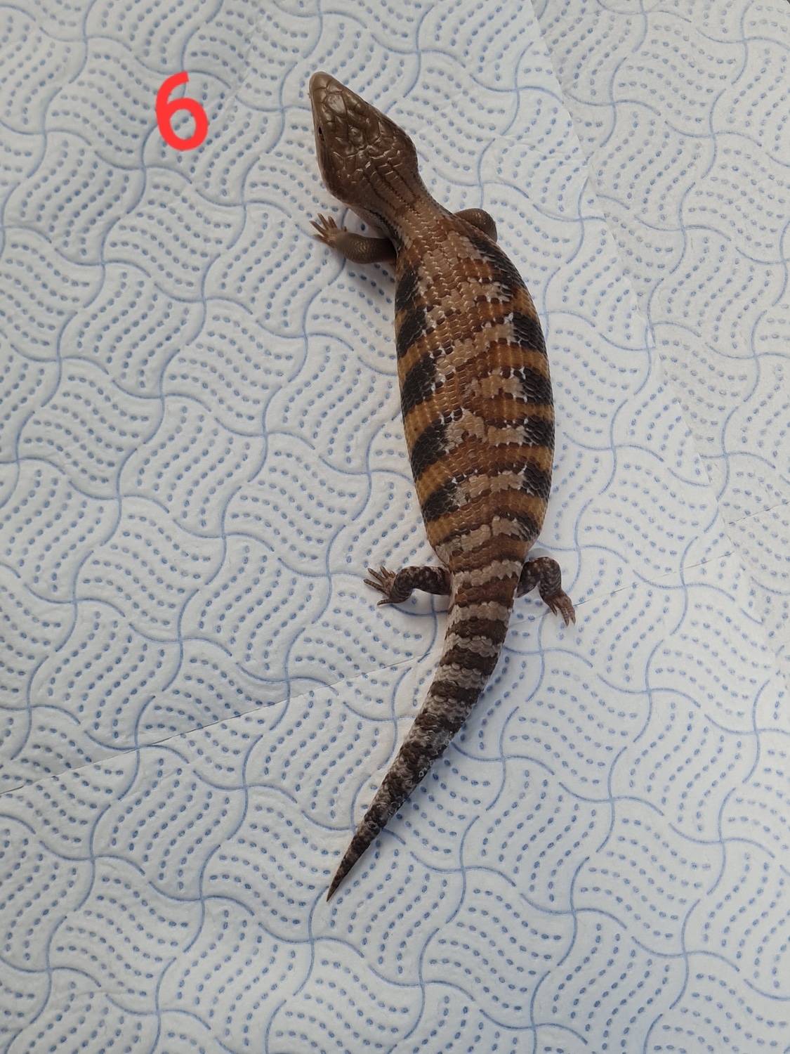Northern Blue Tongue Skink Northern Blue-Tongued Skink by The Skink ...