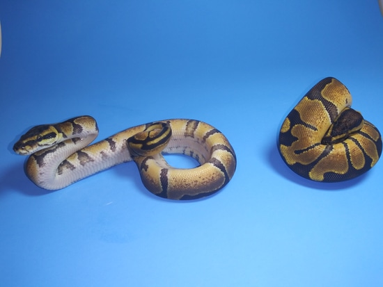 Enchi Het Albino Pair Ball Python by Skip's Termite Mound