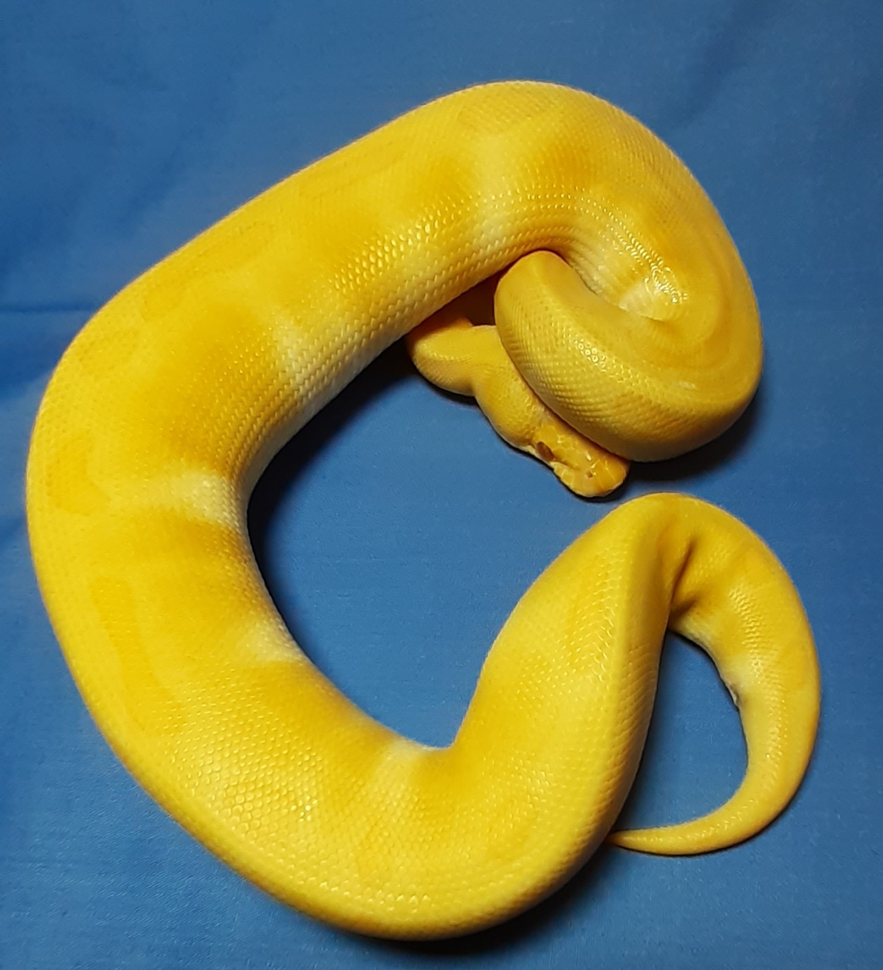 Super Enchi Albino Ball Python by Skip's Termite Mound - MorphMarket